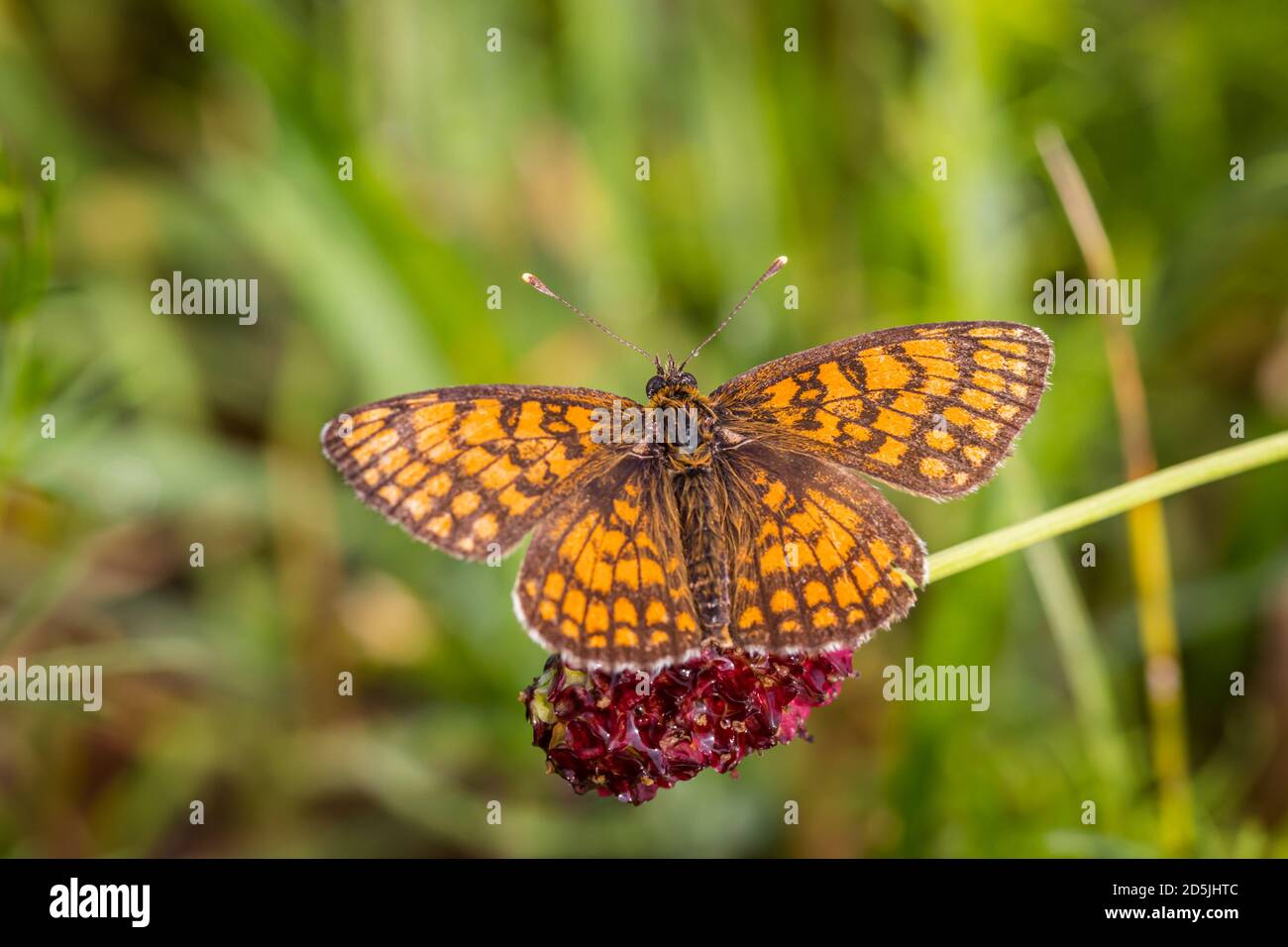 Heath fritillary yellow flower hi-res stock photography and images - Alamy