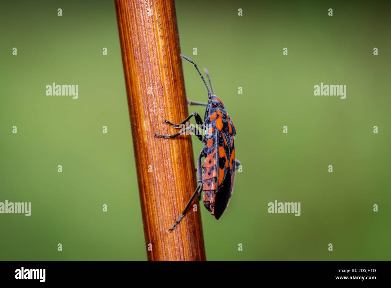 Black-red seed bug (Spilostethus saxatilis) in the meadow Stock Photo ...