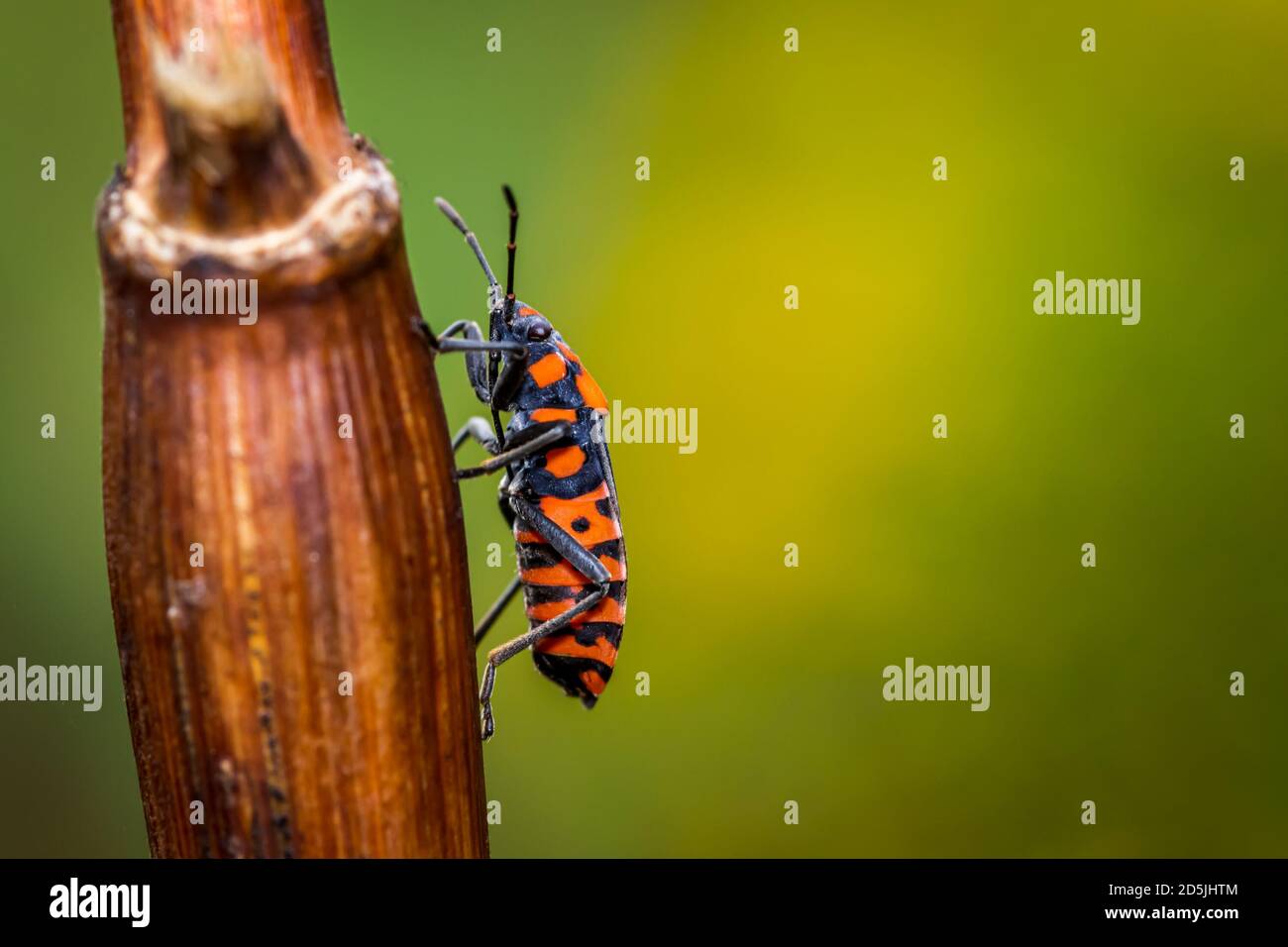 Black-red seed bug (Spilostethus saxatilis) in the meadow Stock Photo ...