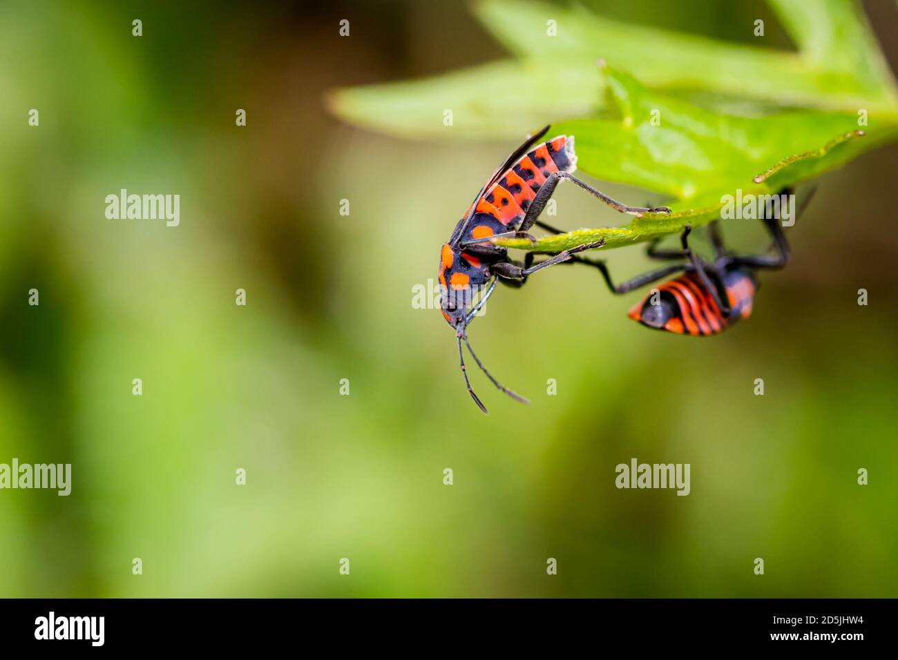 Bug spilostethus hi-res stock photography and images - Alamy