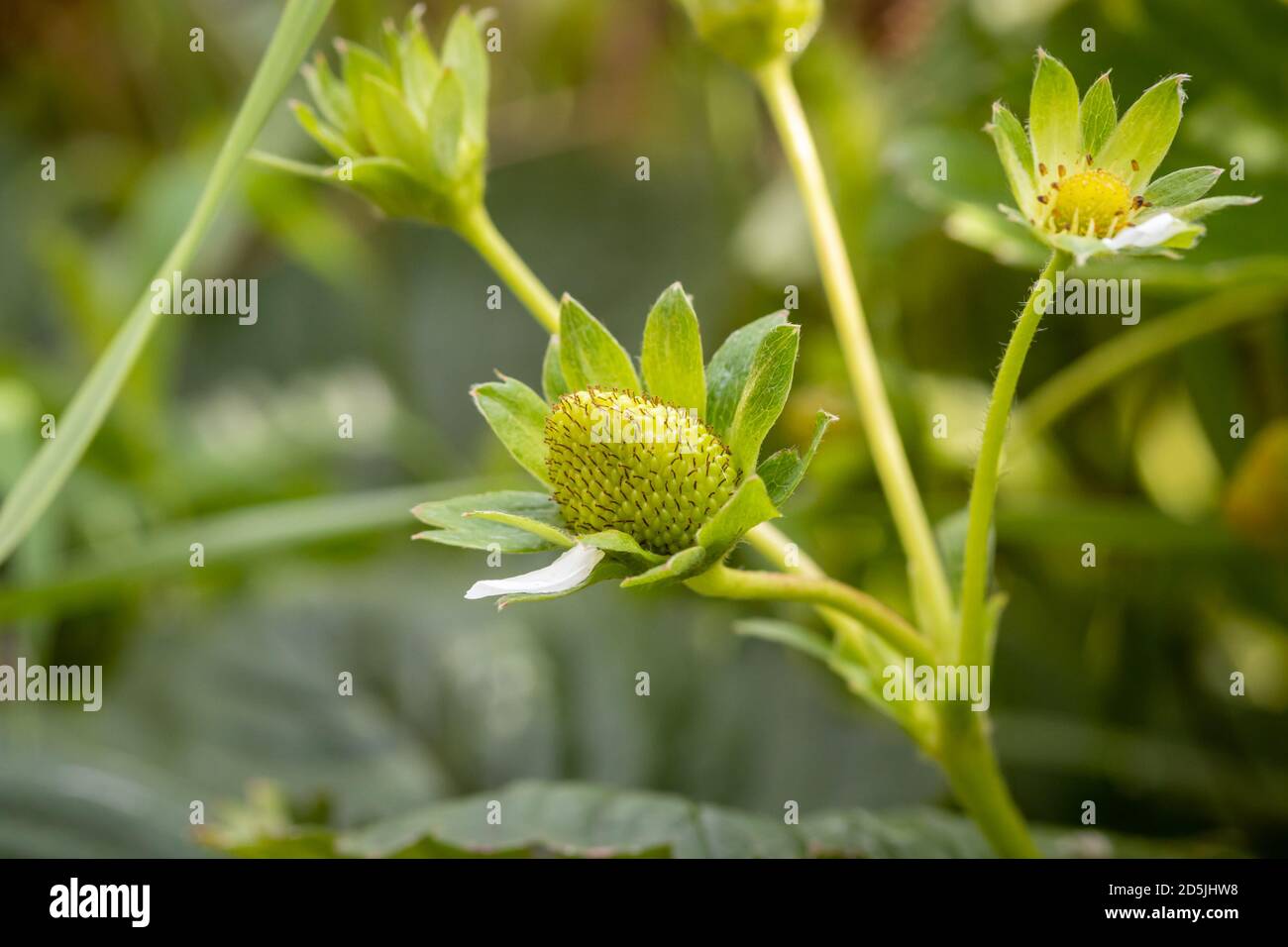 Small strawberry hi-res stock photography and images - Alamy