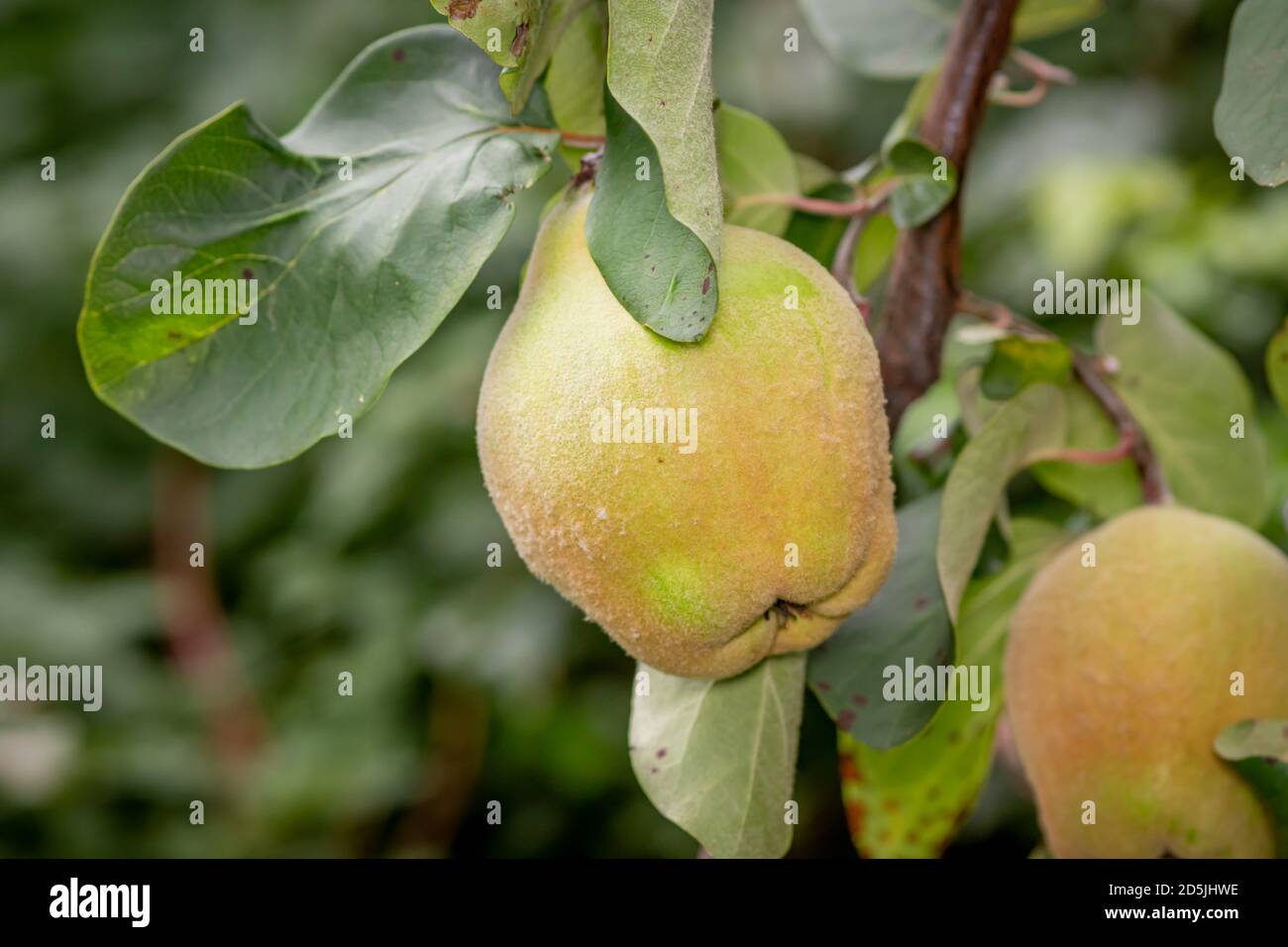 Quince (Cydonia oblonga) tree in the garden with fruits Stock Photo - Alamy