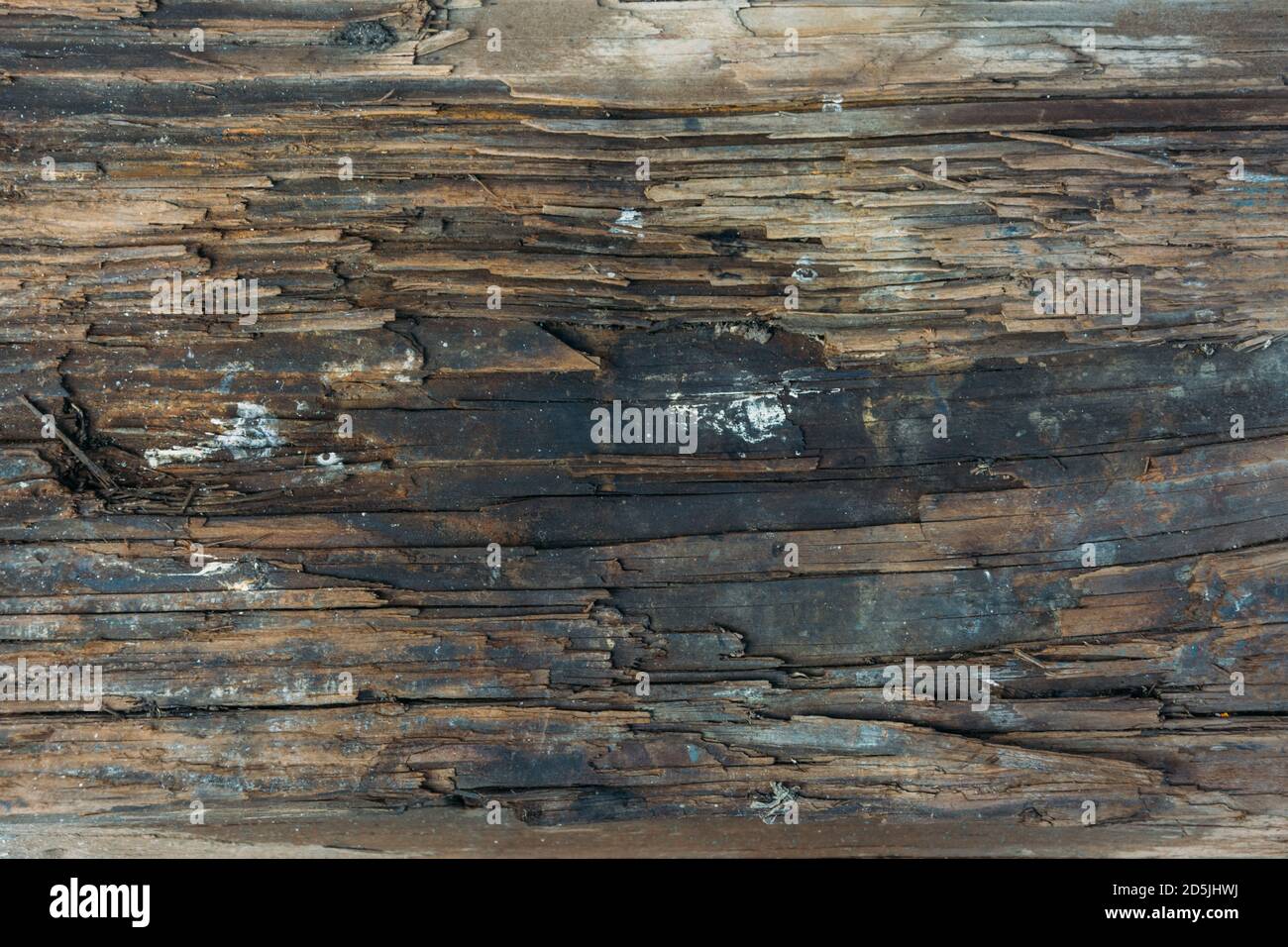 Old damaged tree bark texture for backgrounds Stock Photo - Alamy