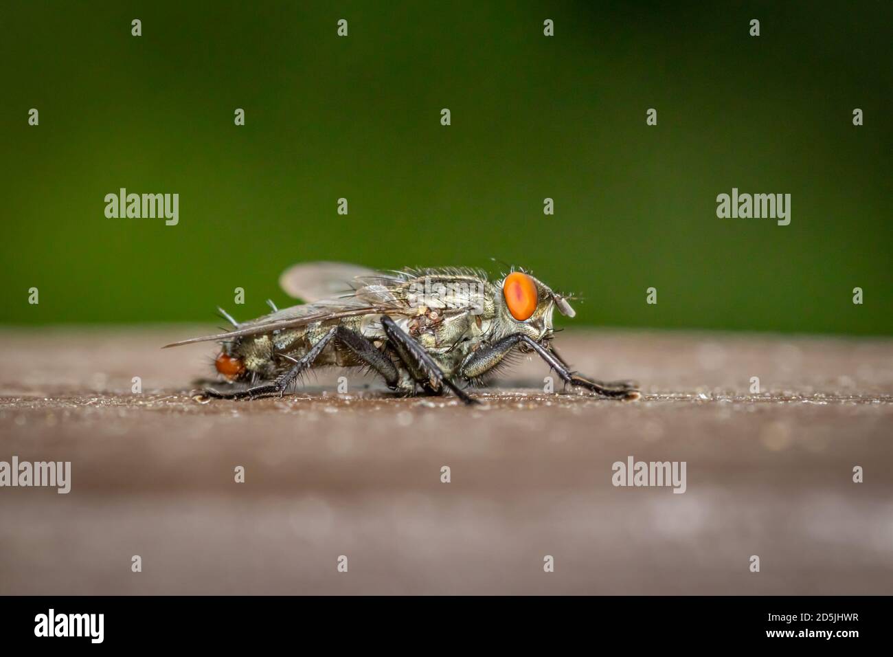Musca domestica proboscis hi-res stock photography and images - Alamy