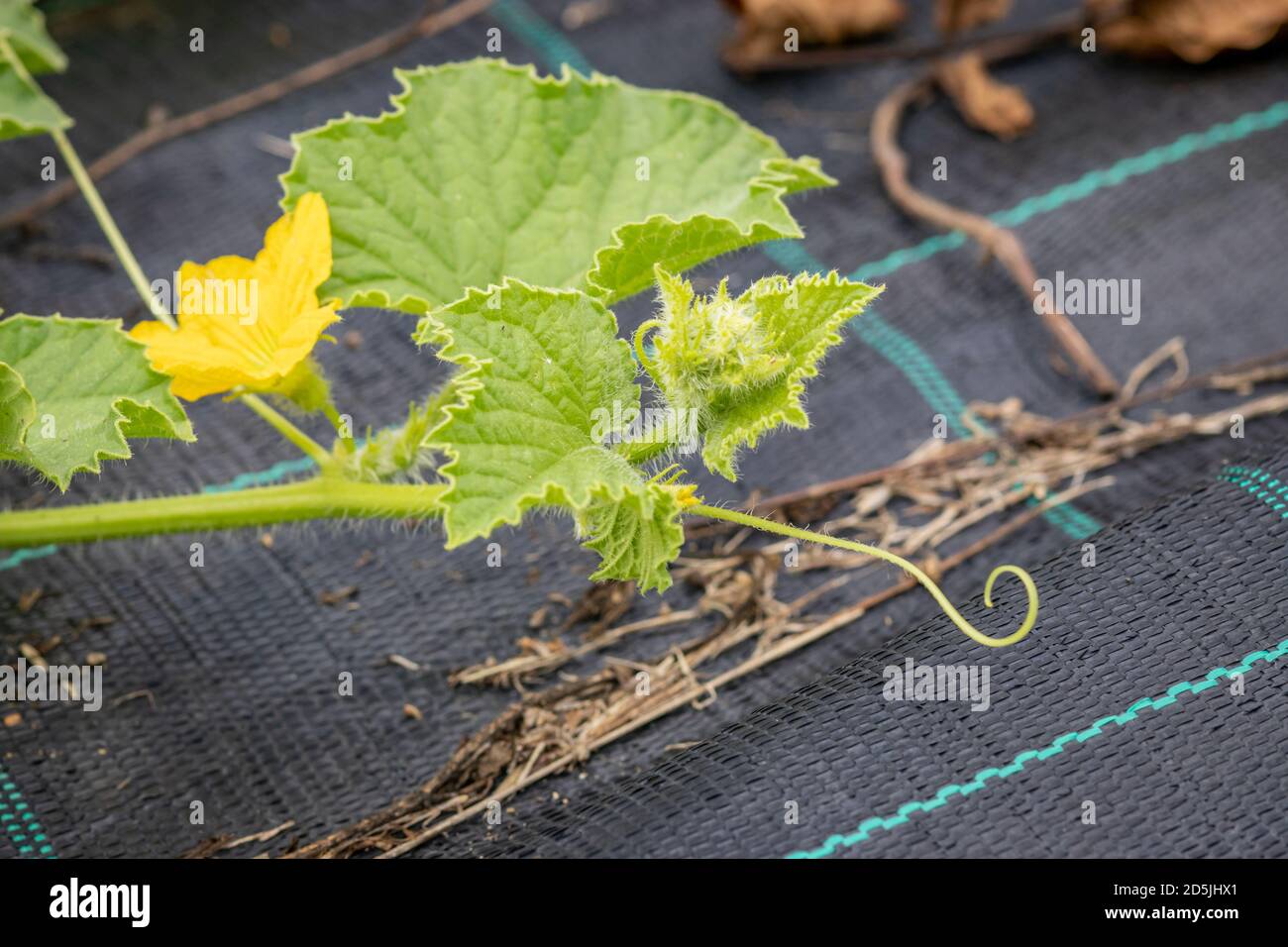 Watermelon sprout flower in hi-res stock photography and images - Alamy