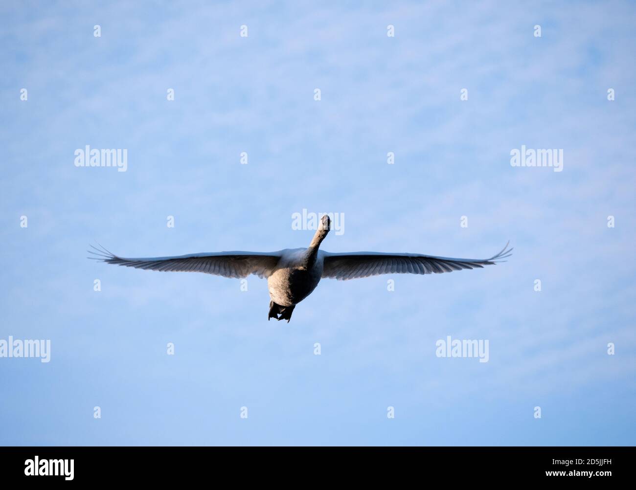 Gliding swan hi-res stock photography and images - Alamy