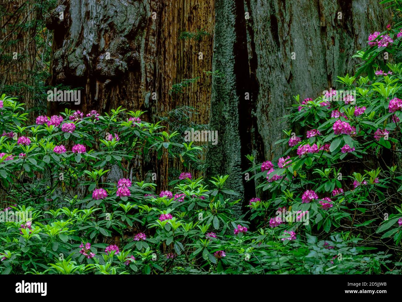 Rhododendron Bloom, Redwood State and National Parks, California Stock ...