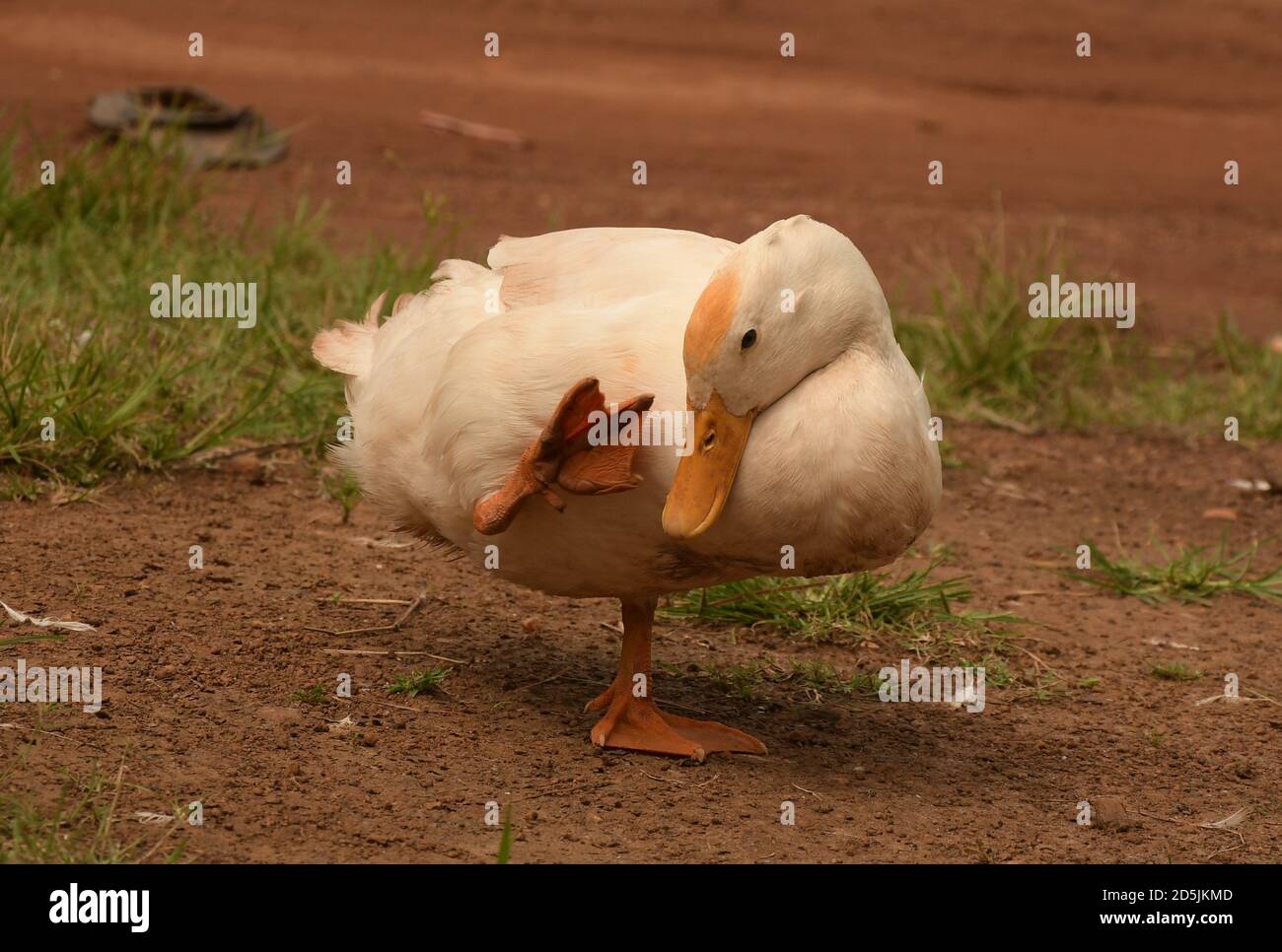 Photo of a duck cleaning its body Stock Photo - Alamy