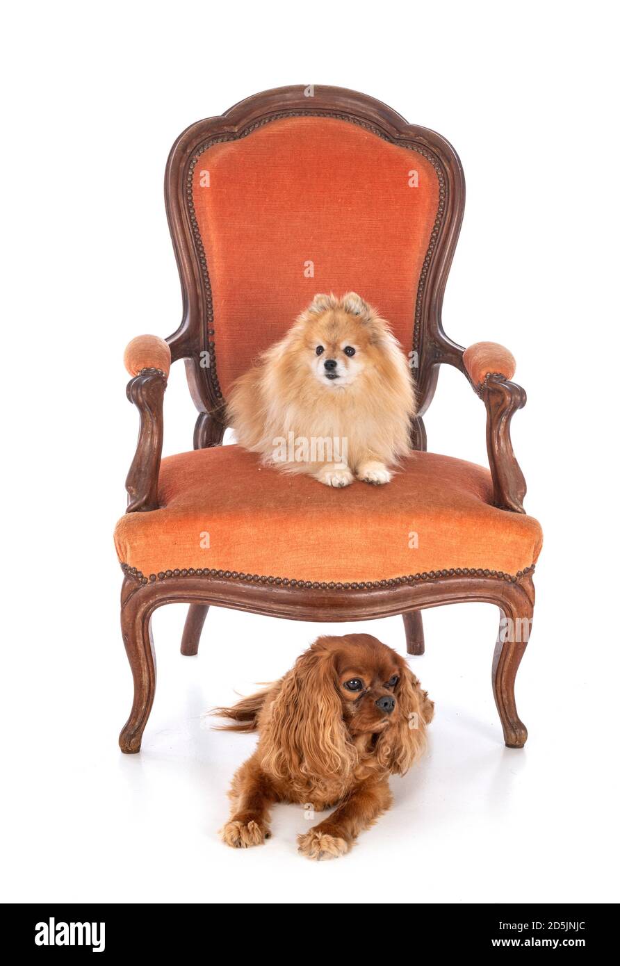 little dogs on chair in front of white background Stock Photo - Alamy