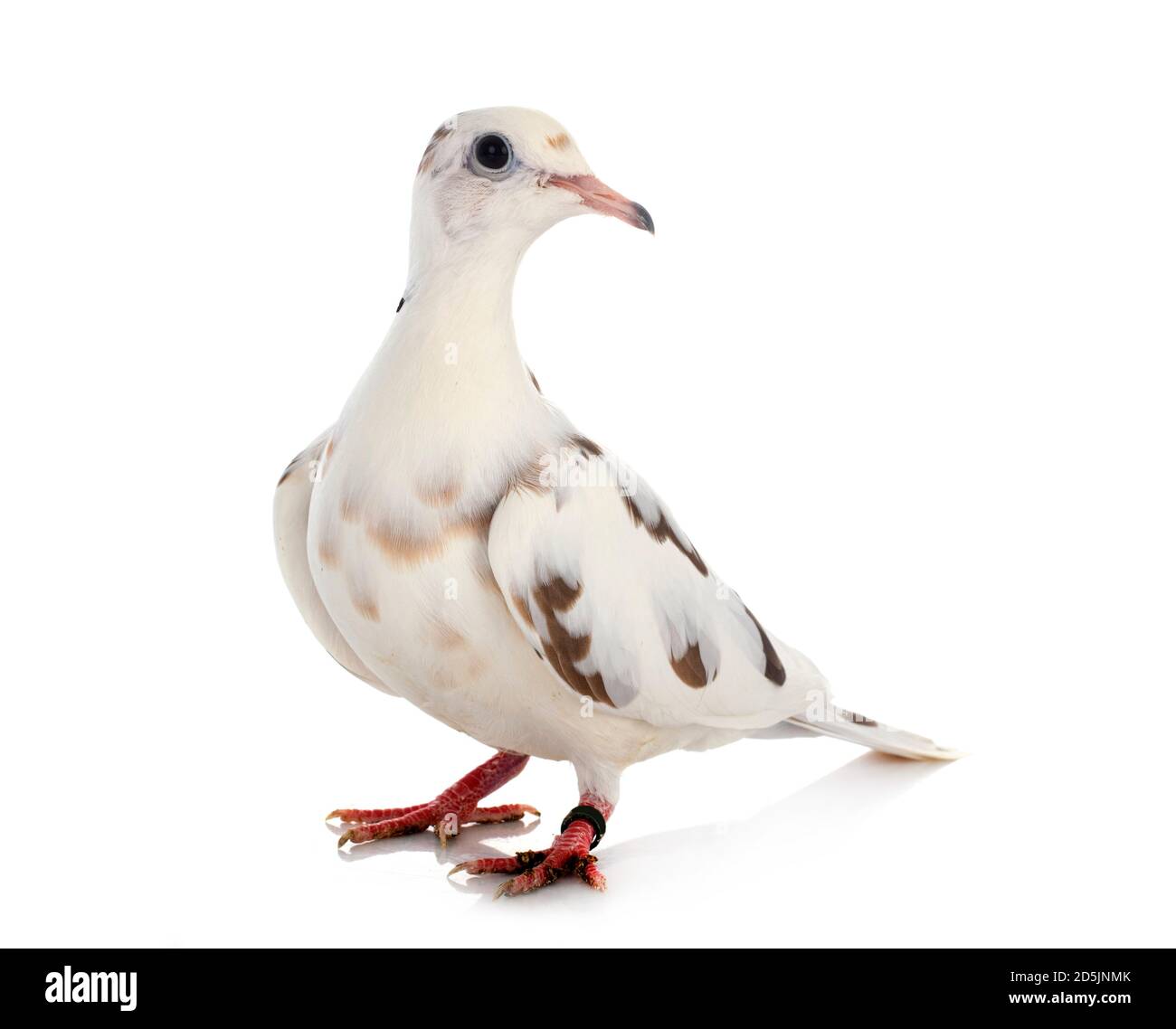 African collared dove in front of white background Stock Photo - Alamy