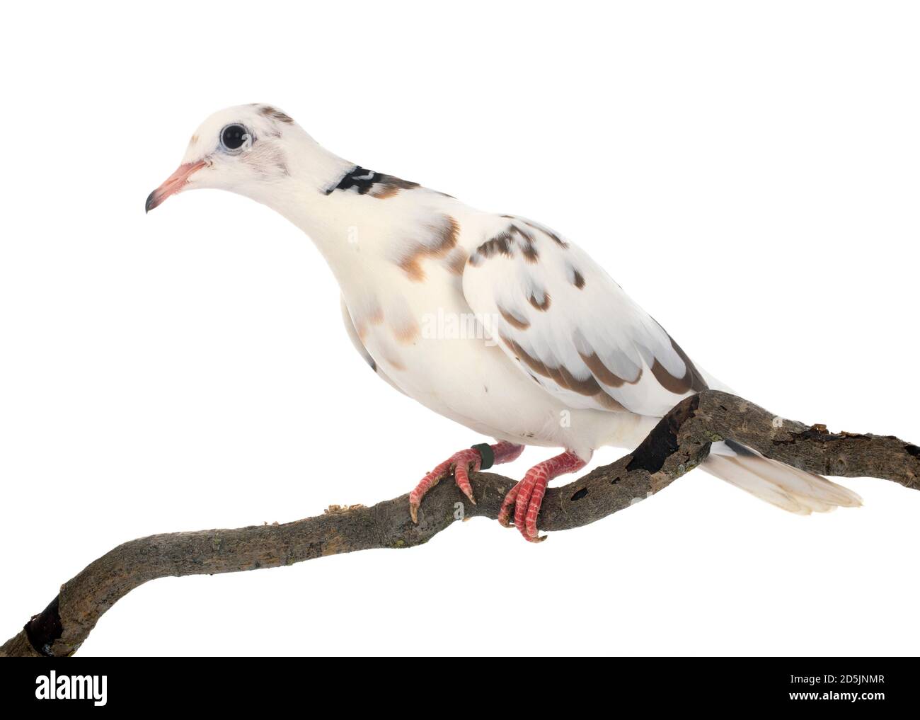 African collared dove in front of white background Stock Photo - Alamy