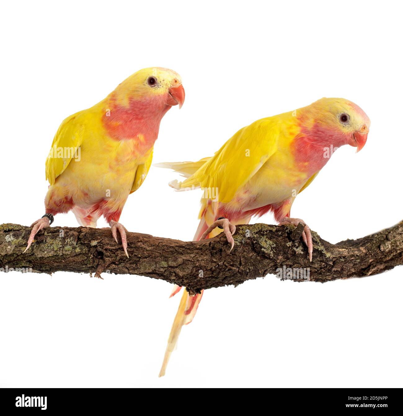 Princess parrot in front of white background Stock Photo - Alamy