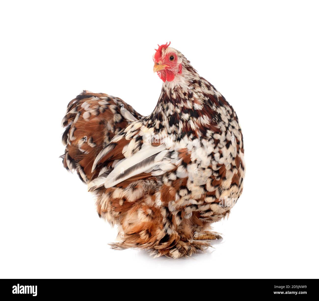 Pekin bantam hi-res stock photography and images - Alamy