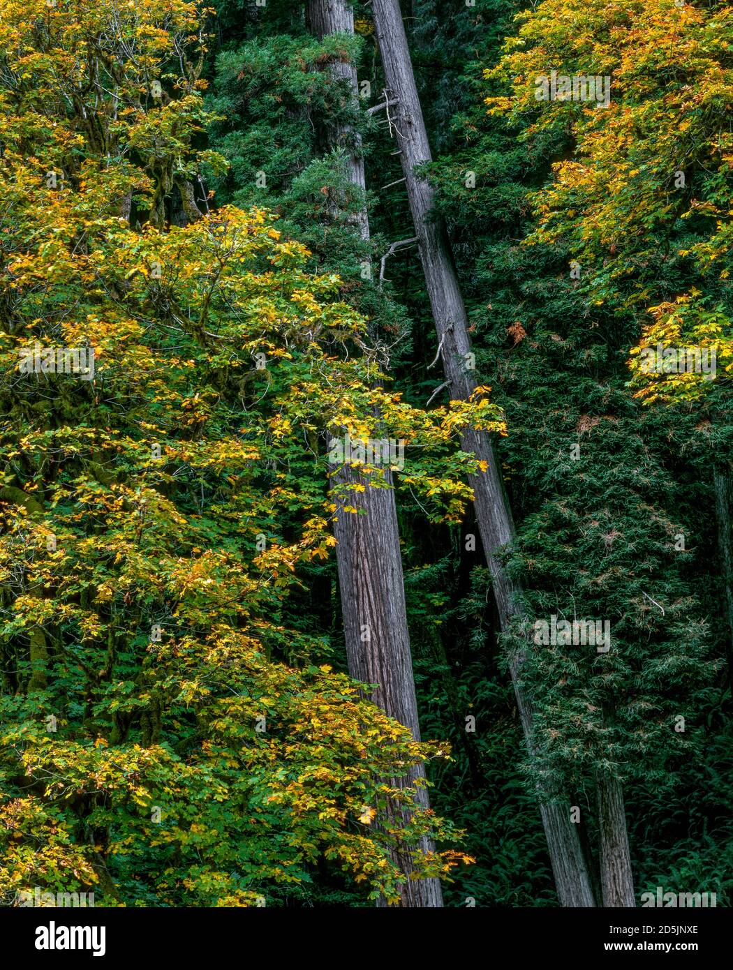 Large leaf maple tree hi-res stock photography and images - Alamy