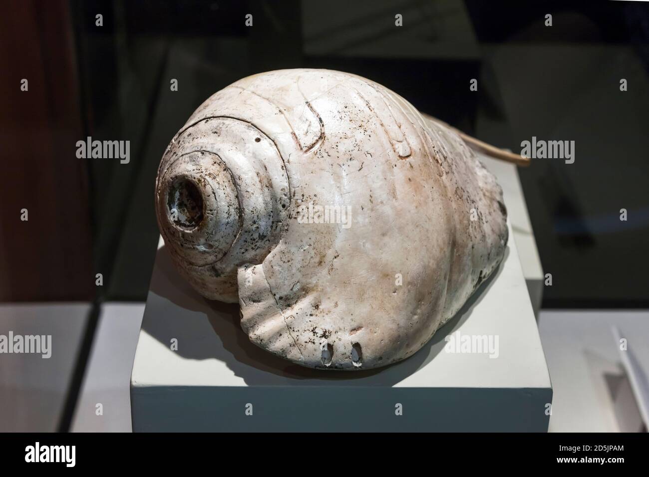 Line engraved conch(fossil), Cupisnique culture, "National Museum of ...