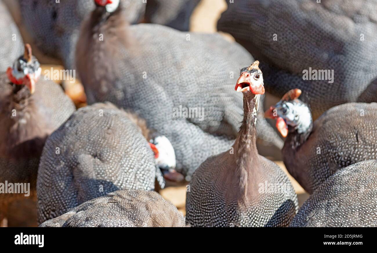 Guinea fowls hi-res stock photography and images - Alamy