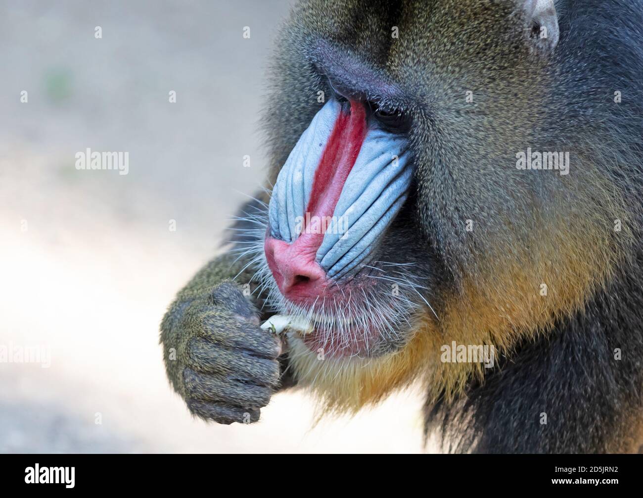 Colorful Baboon Face