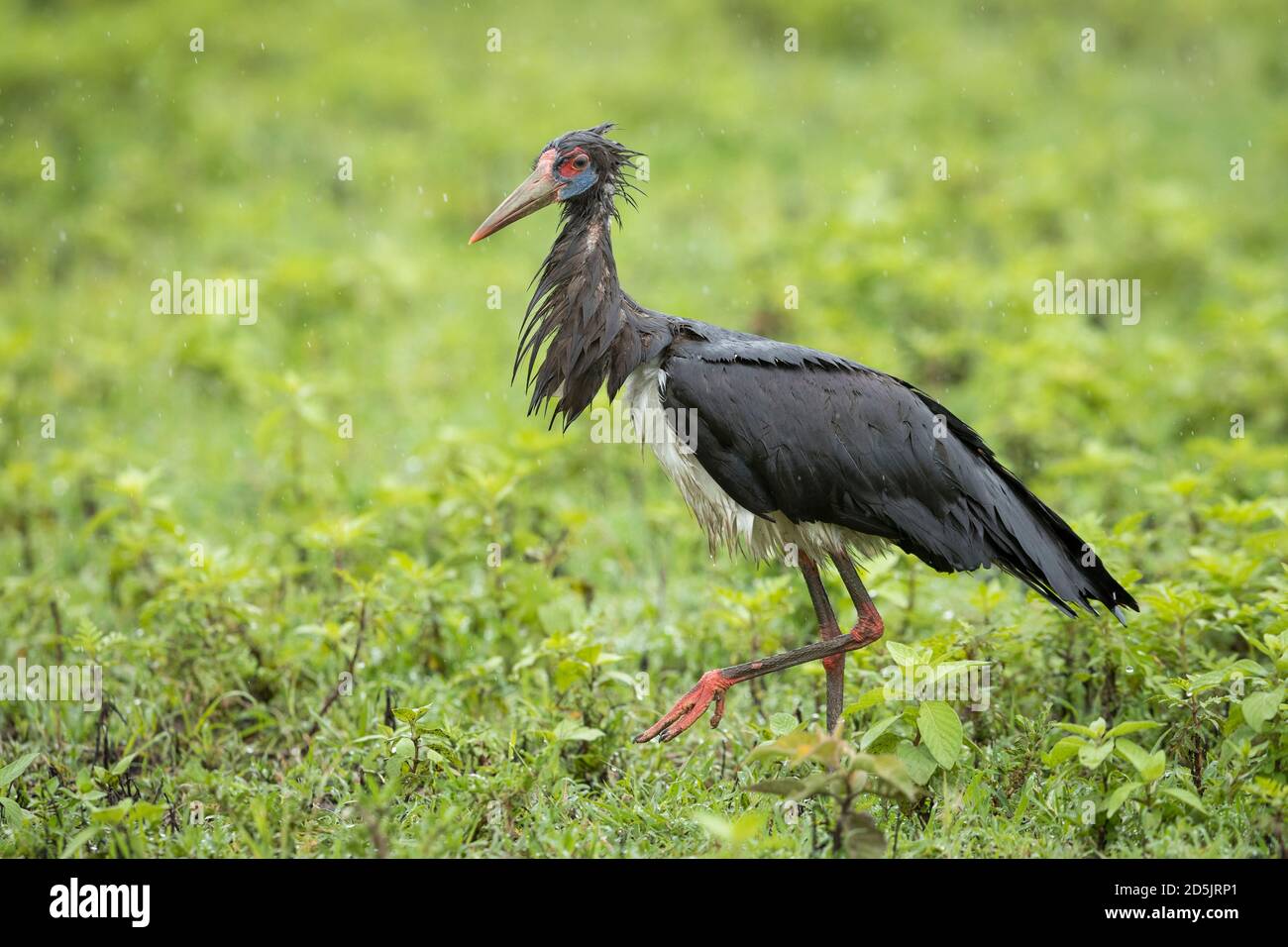 Abdim's stork walking in the rain in green plains of Ngorongoro Crater ...