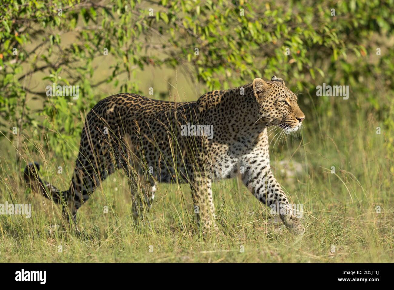 Masai morning hi-res stock photography and images - Alamy
