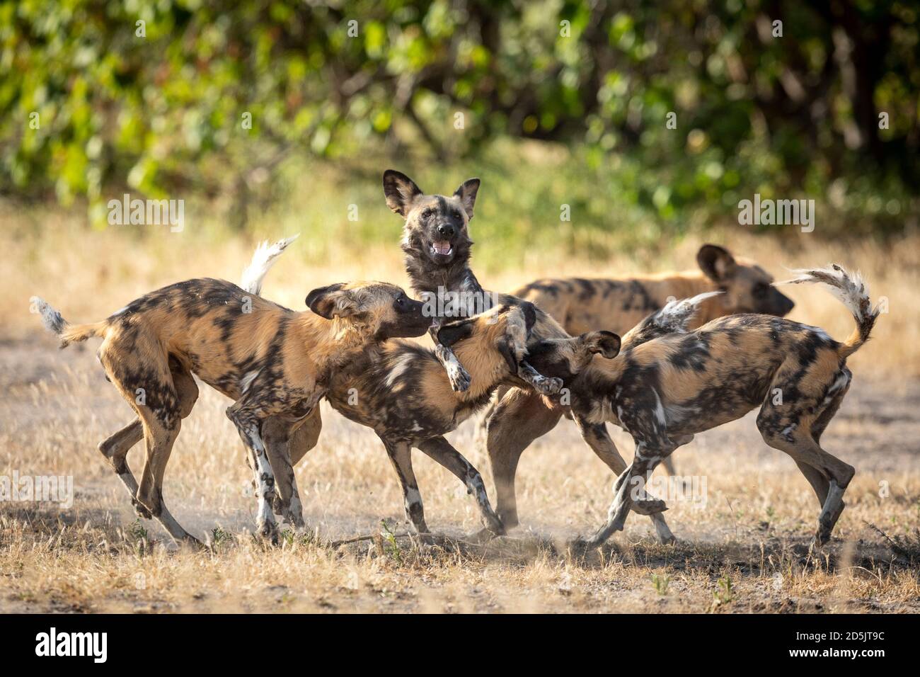 How Do You Greet A Puppy