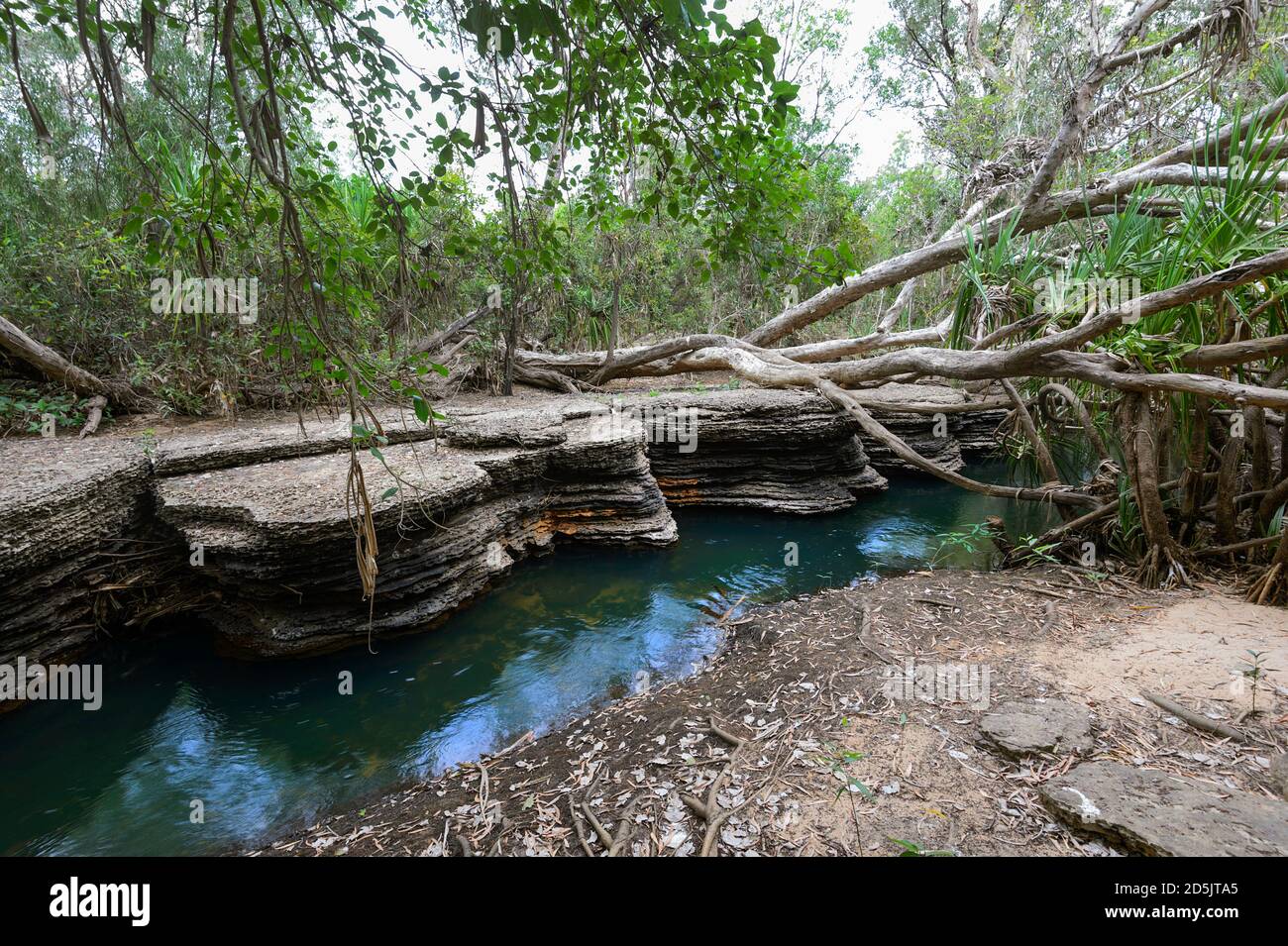 Fallen tree across the Douglas River, Douglas Daly, Northern Territory ...