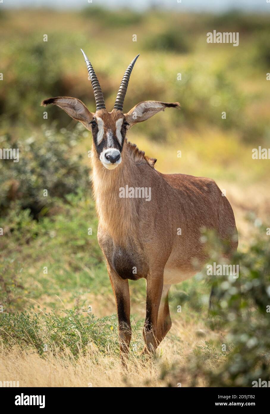 Antelope looking hi-res stock photography and images - Alamy