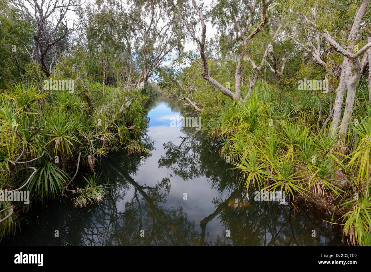 Scenic view of Pandanus growing along the Douglas River, Douglas Daly ...
