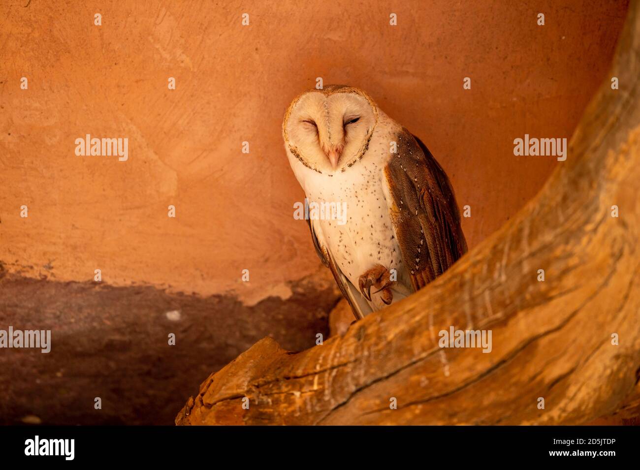 Barn Owl Nest Tree High Resolution Stock Photography and Images - Alamy