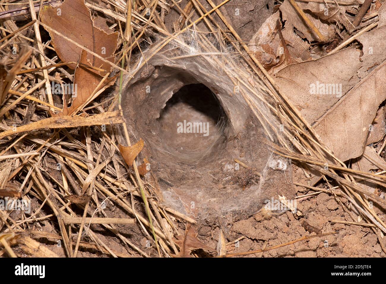 Burrow entrance of an Australian Tarantula, Douglas Daly, Northern ...