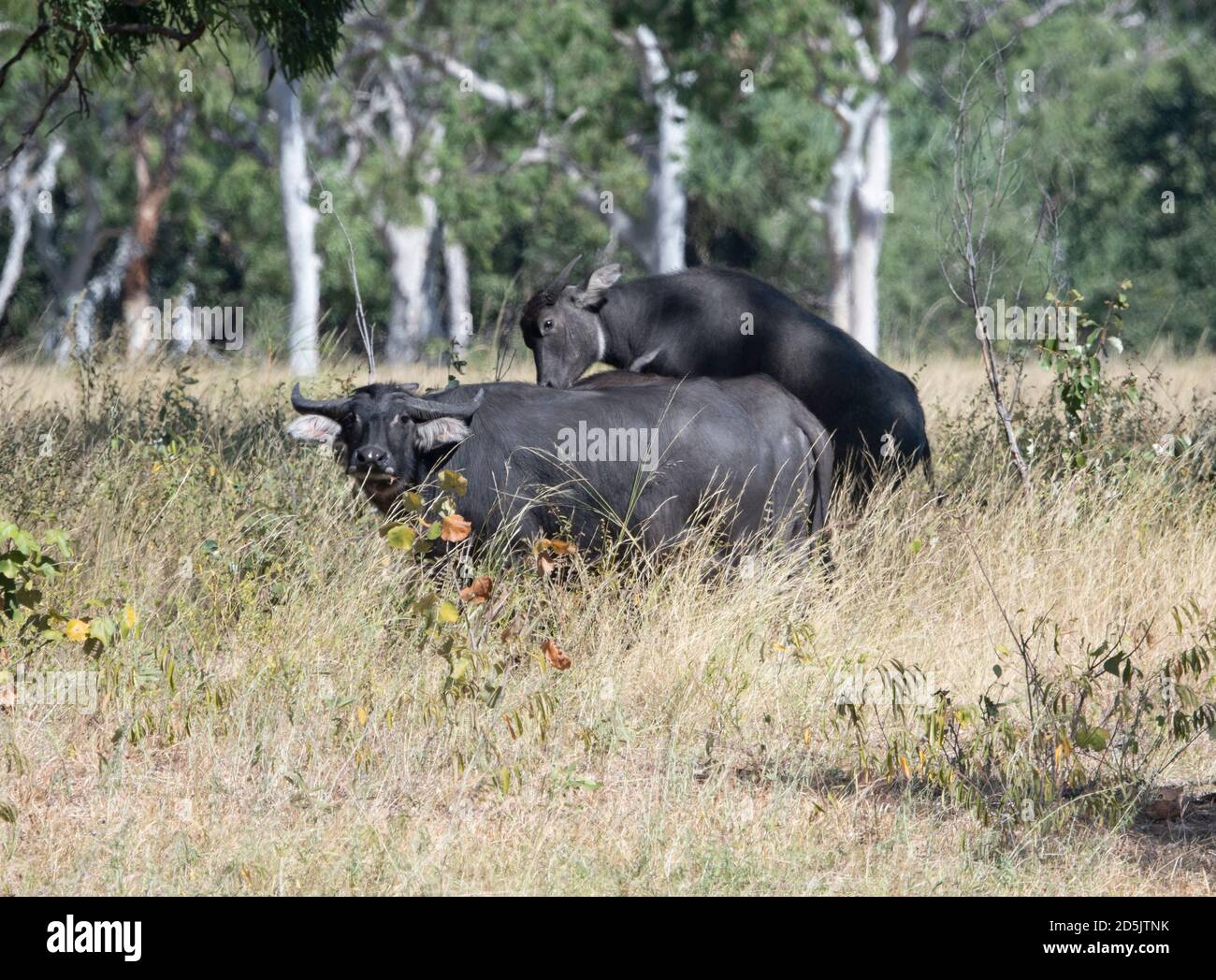 Buffalo springs hi-res stock photography and images - Alamy