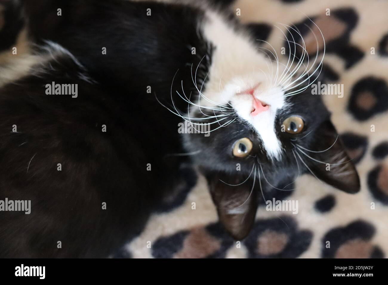 Smal animal hi-res stock photography and images - Alamy