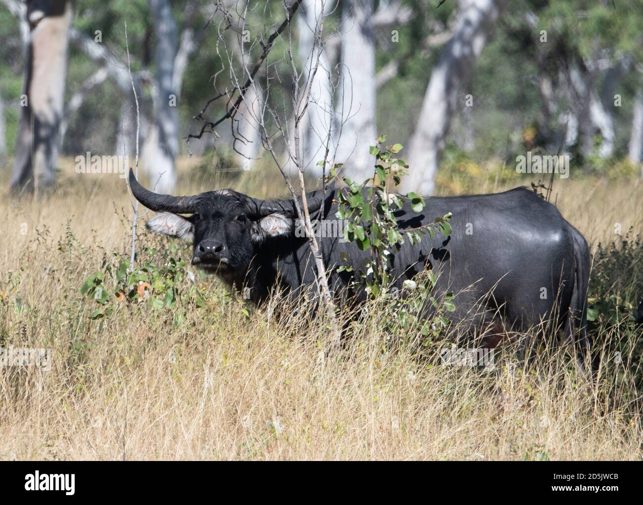 Buffalo springs hi-res stock photography and images - Alamy