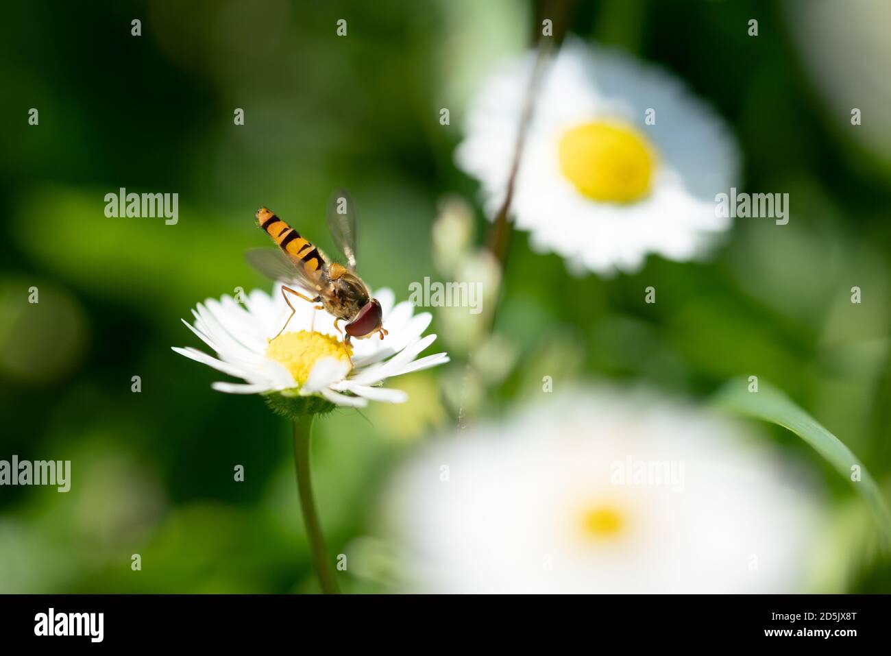 Flying insect taking off from a daisy flower in garden Stock Photo - Alamy