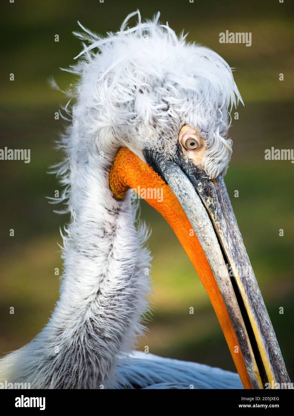 Pelican head neck beak hi-res stock photography and images - Alamy