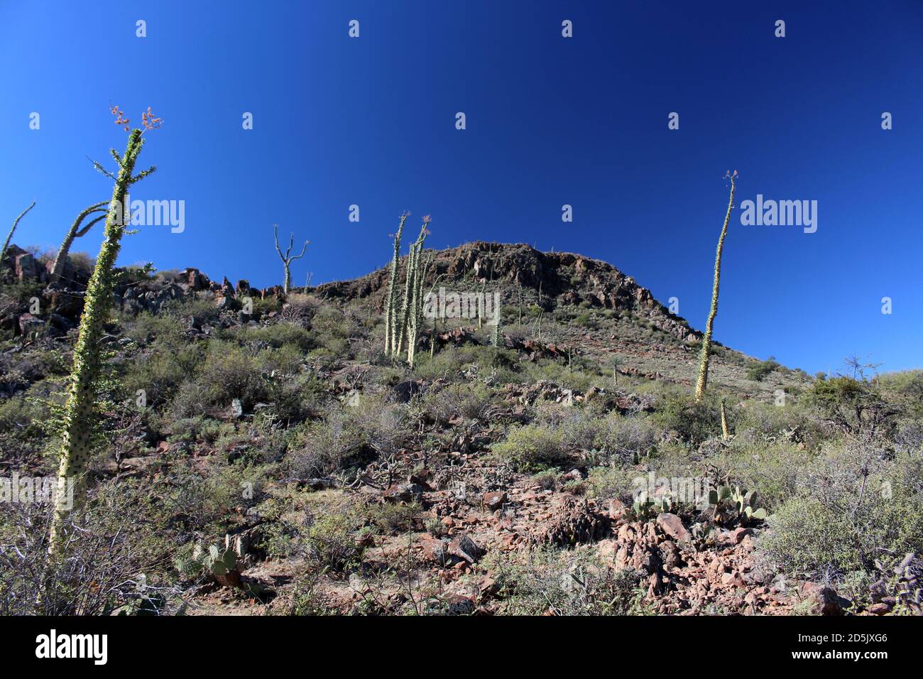 Boojum tree landscape Baja California Sur, Mexico Stock Photo - Alamy