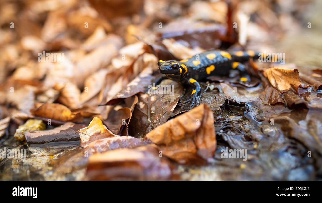 Crawling fire hi-res stock photography and images - Alamy