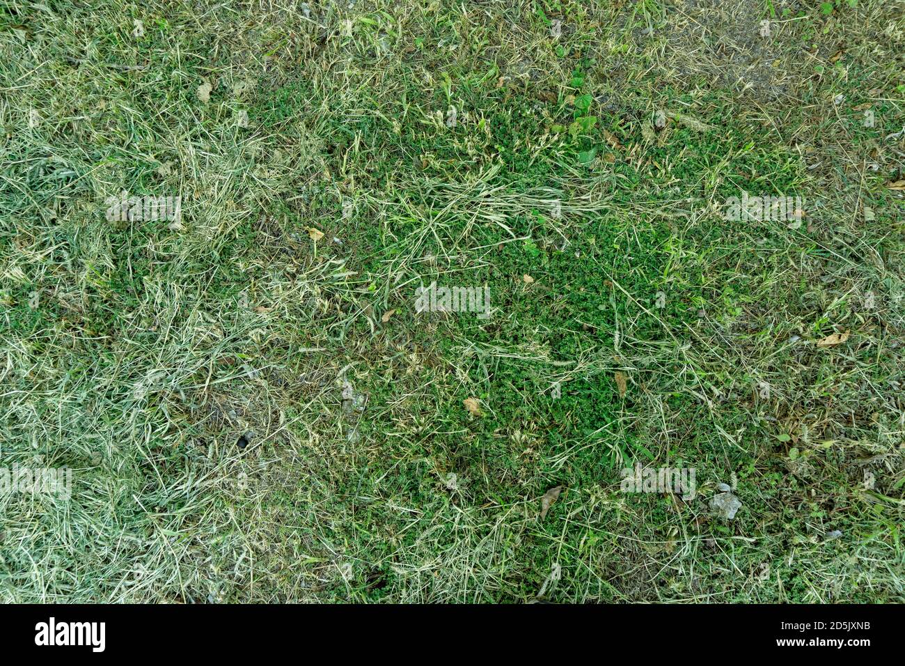 grass ground and mowed lawn Stock Photo - Alamy