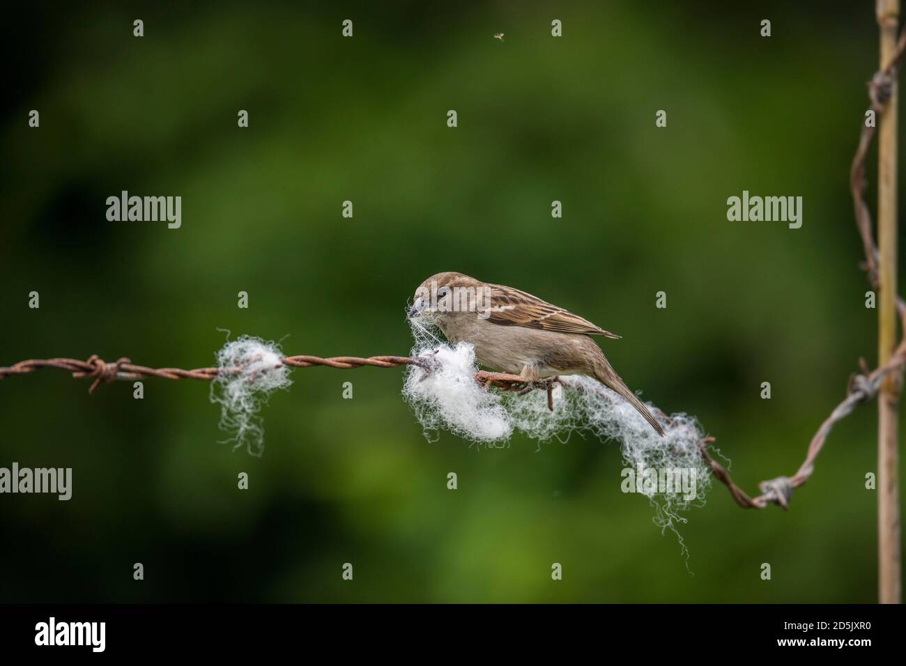 Collecting wool hi-res stock photography and images - Alamy