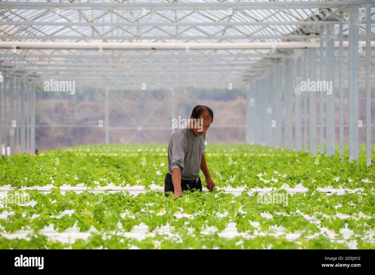 The vegetables which are planted by aeroponics grow well in Qingdao ...