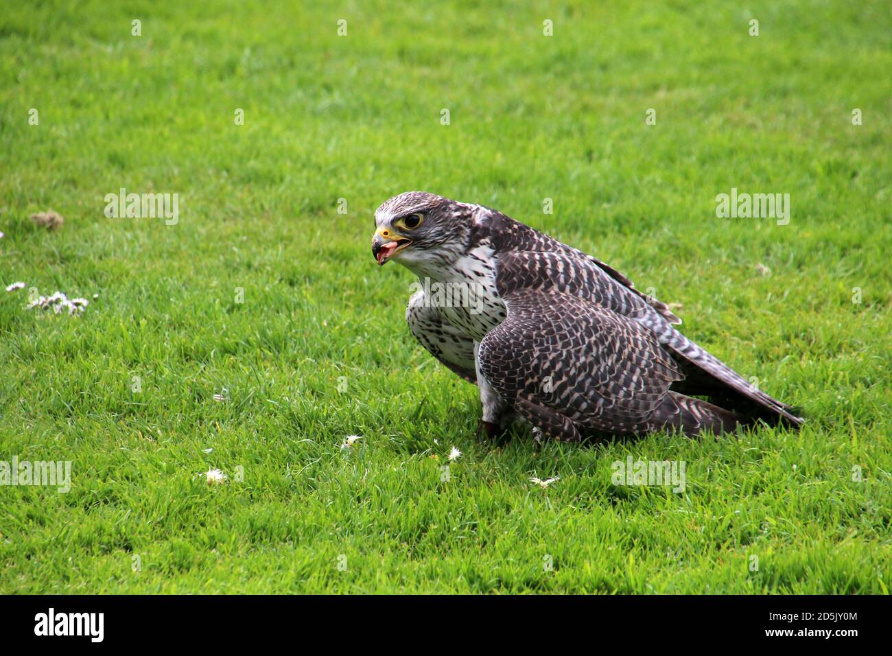 Hawk breed hi-res stock photography and images - Alamy