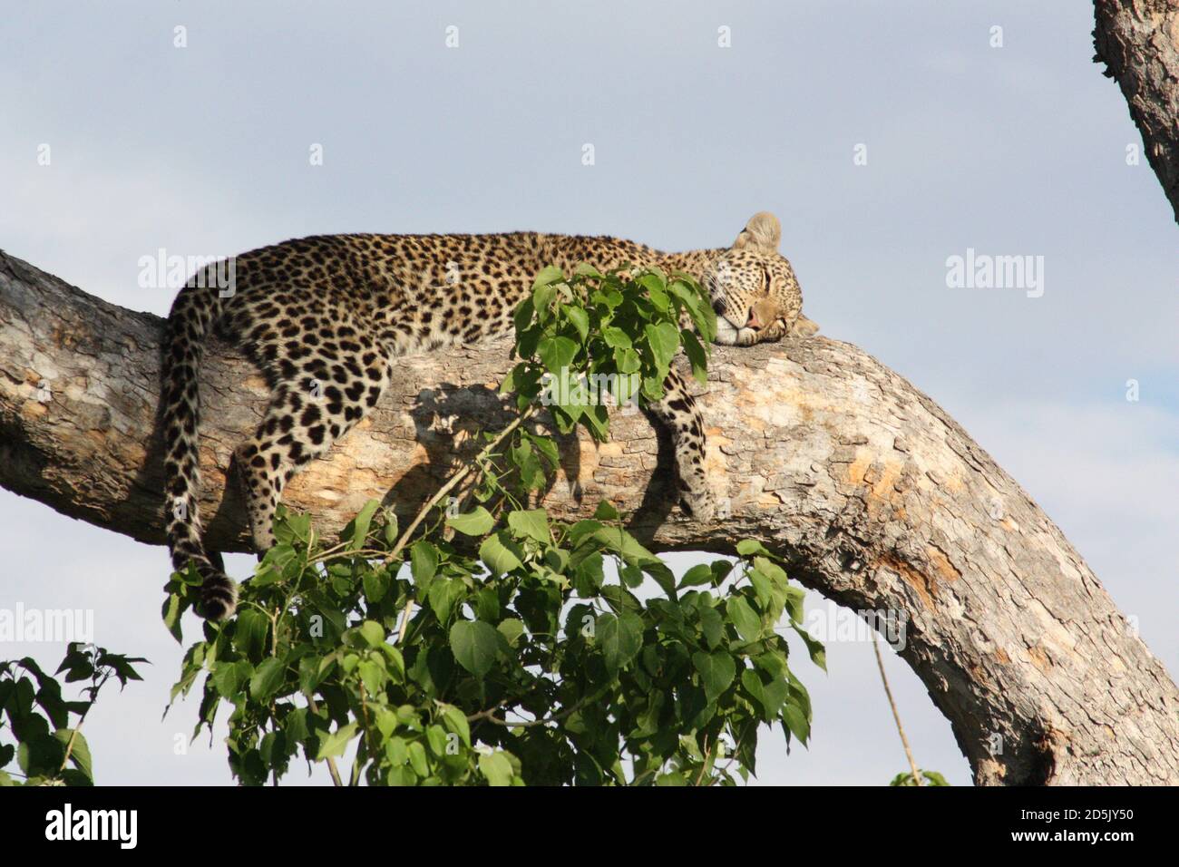 Leopard asleep in tree hi-res stock photography and images - Alamy