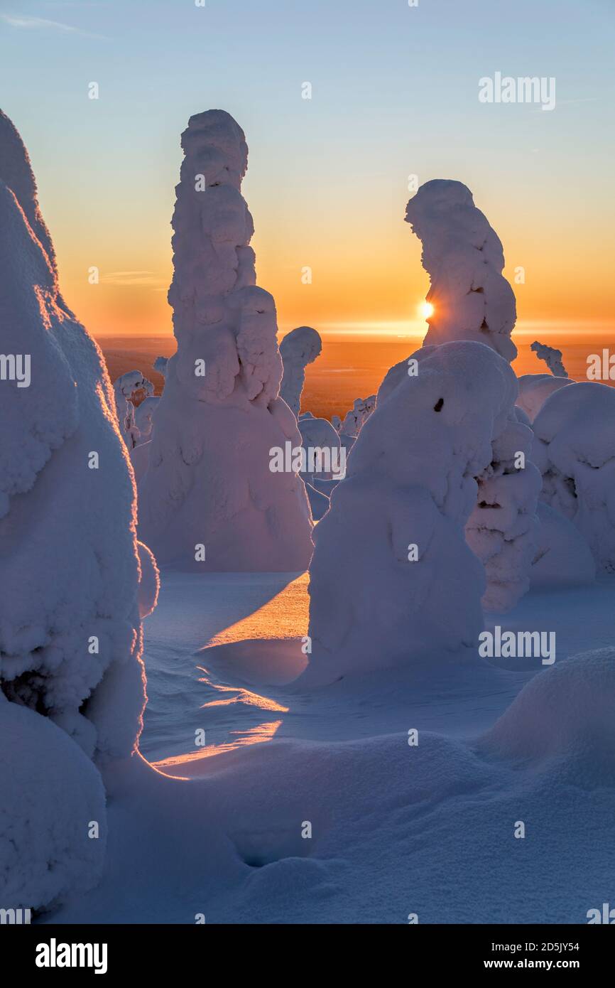 Iso Syote; Trees in Winter; Finland Stock Photo - Alamy