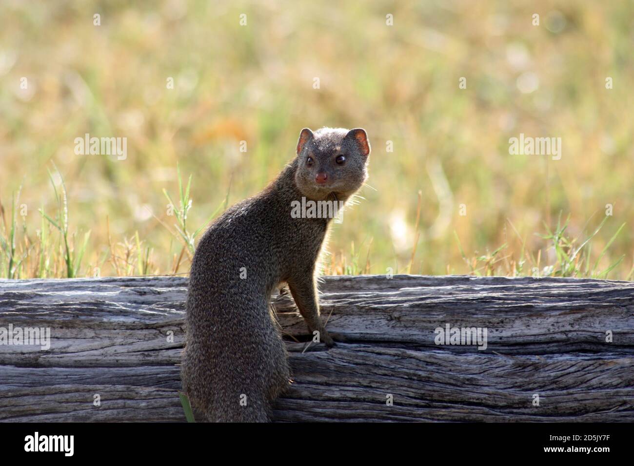 Type of mongoose hi-res stock photography and images - Alamy