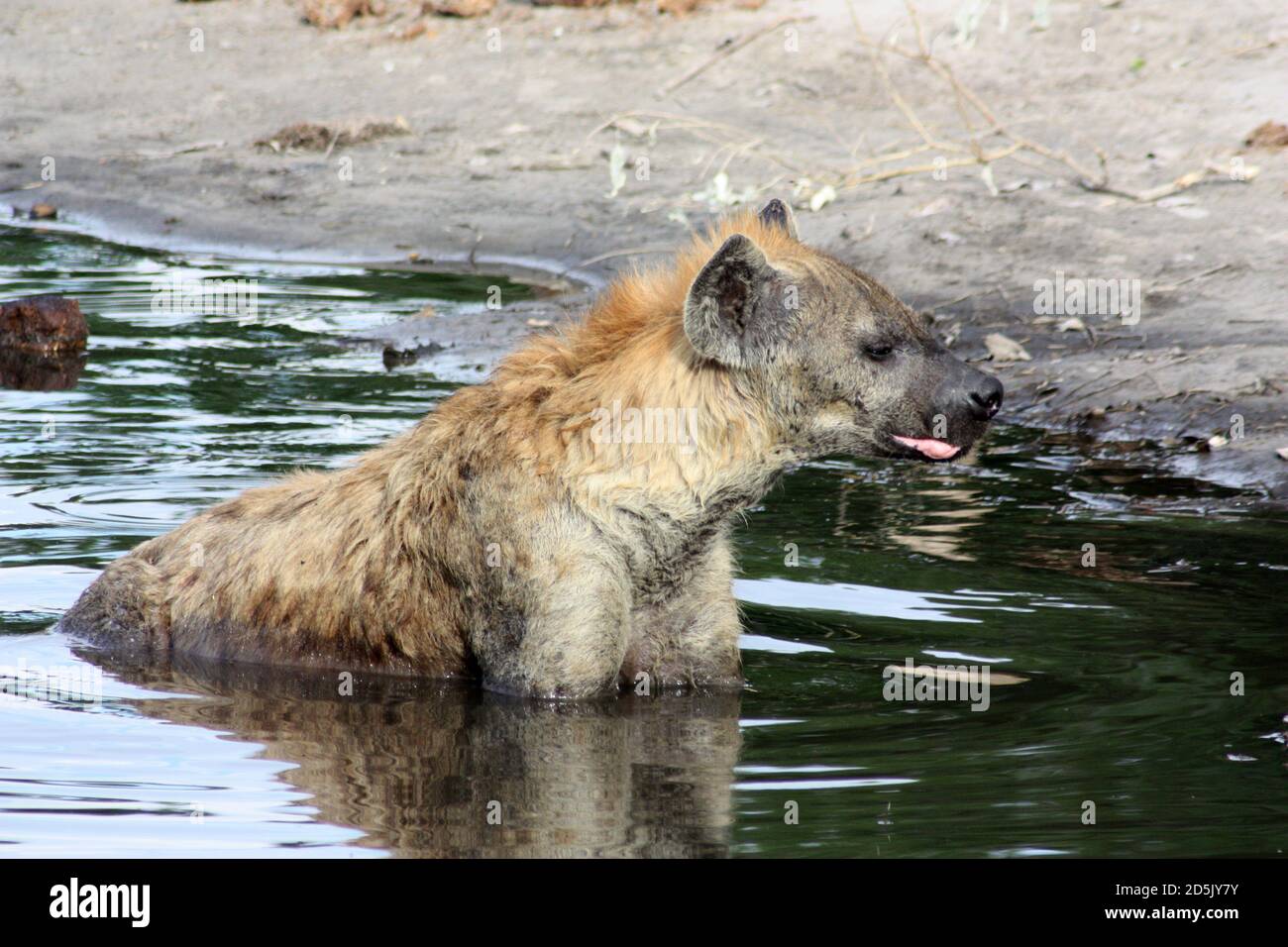 Spotted hyena resting in a pool of water Stock Photo - Alamy