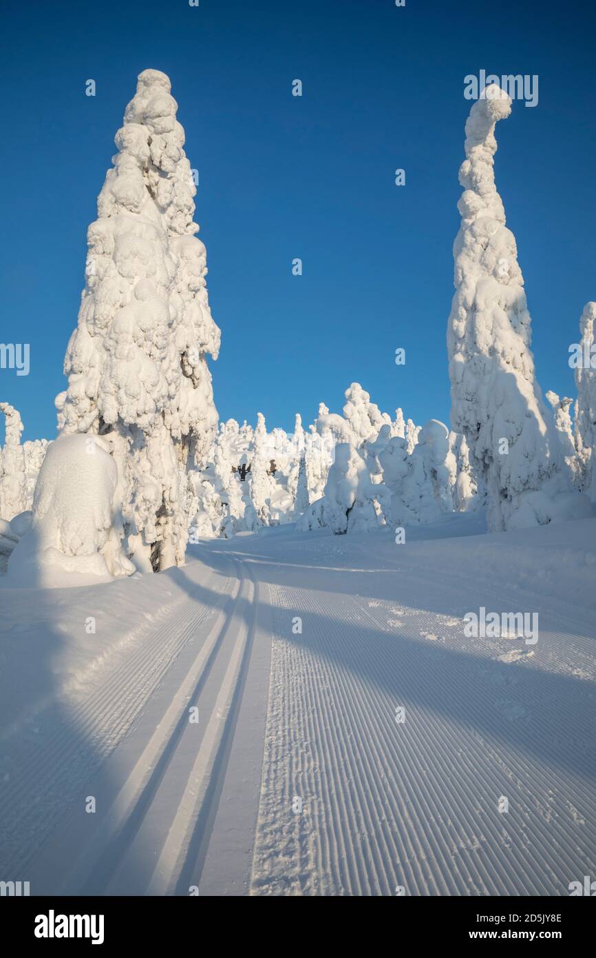 Iso Syote; Trees in Winter; Finland Stock Photo - Alamy