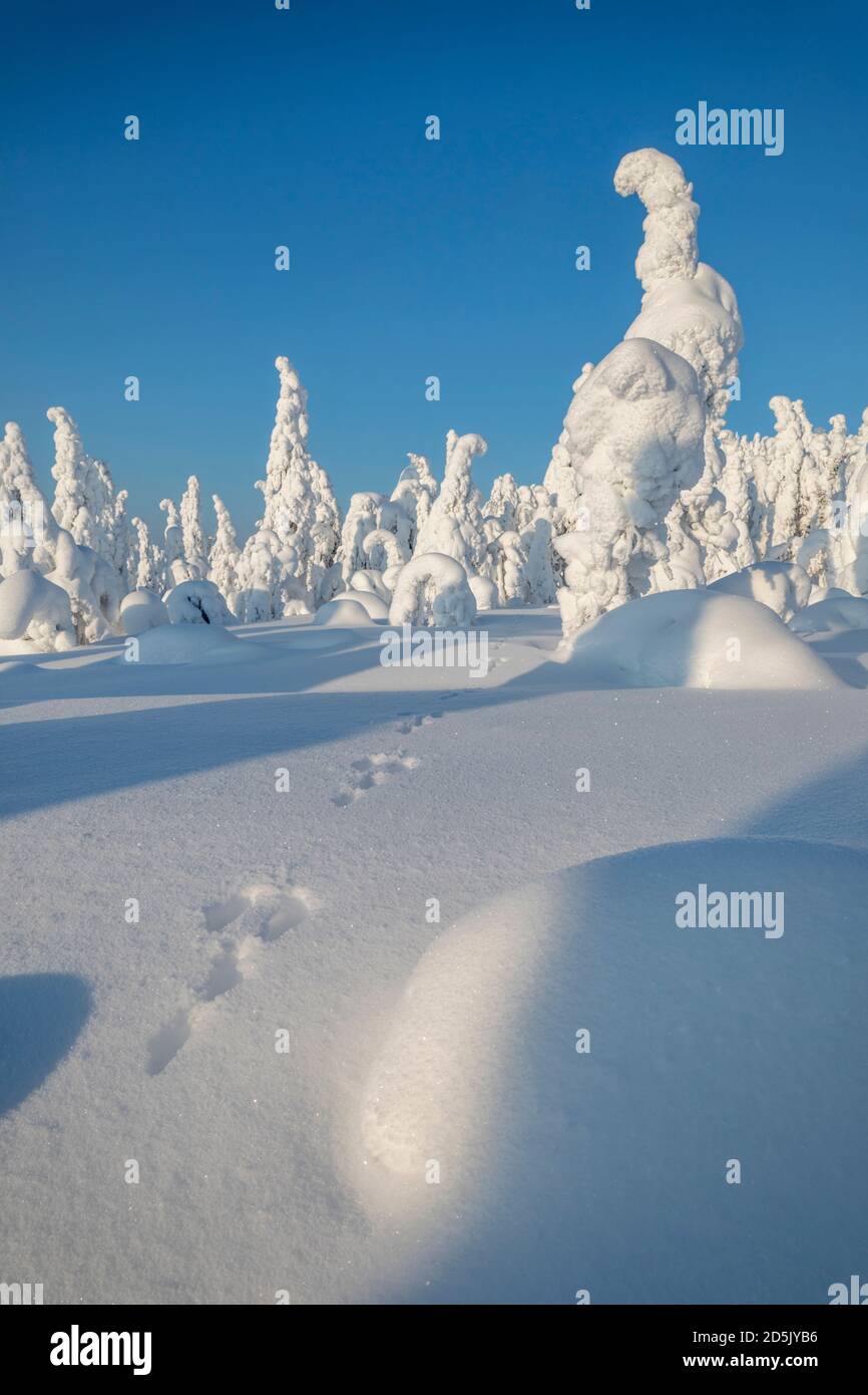 Finland winter trees hi-res stock photography and images - Alamy