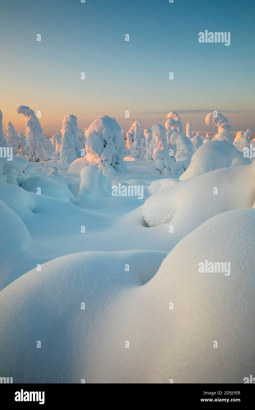 Iso Syote; Trees Covered in Snow; Finland Stock Photo - Alamy
