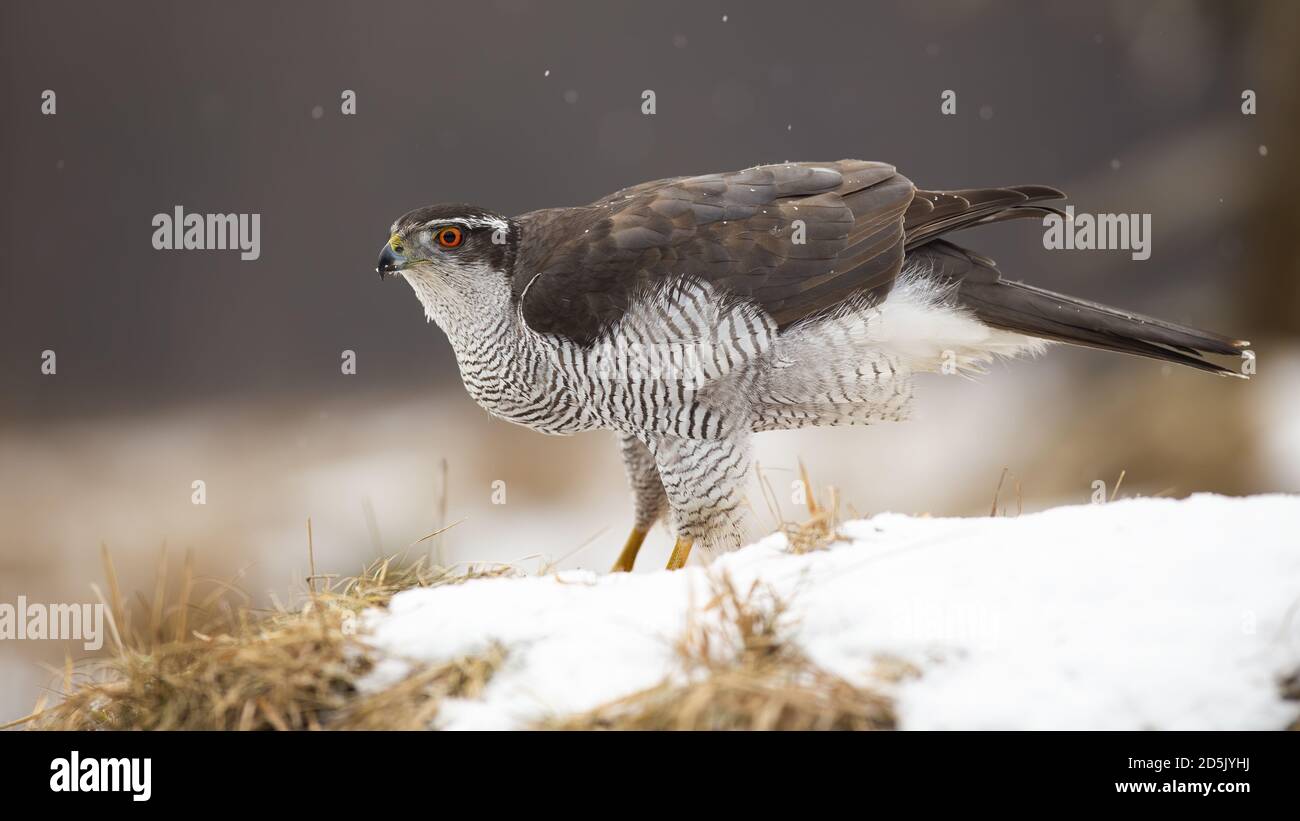 Majestic northern goshawk sitting on snow in winter Stock Photo - Alamy
