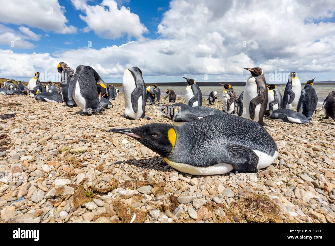 Falklands Islands Penguins High Resolution Stock Photography and Images ...