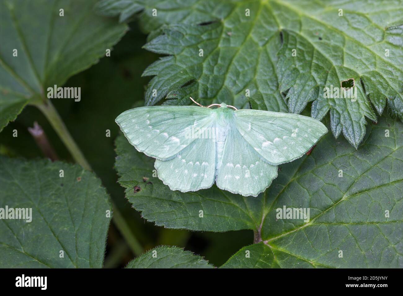 Large Emerald Moth; Geometra papilionaria; UK Stock Photo - Alamy